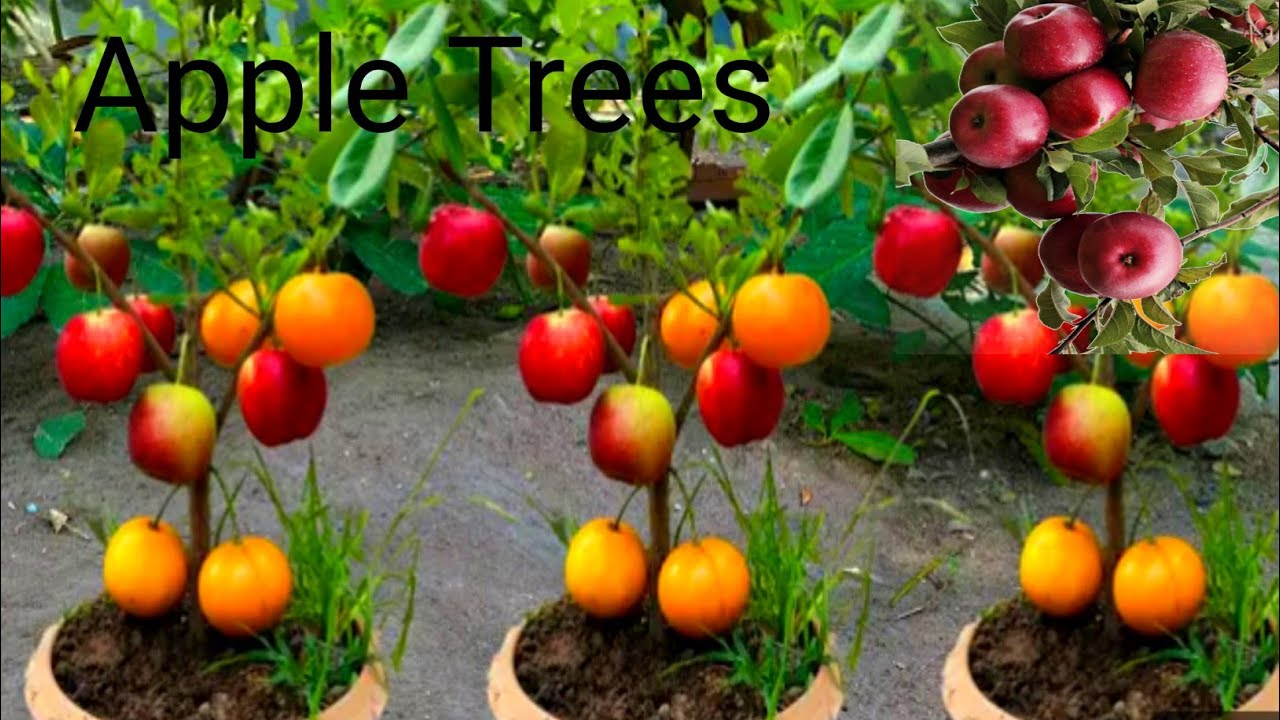 how to make apple tree craft/grow to apple tree from seed at home ...