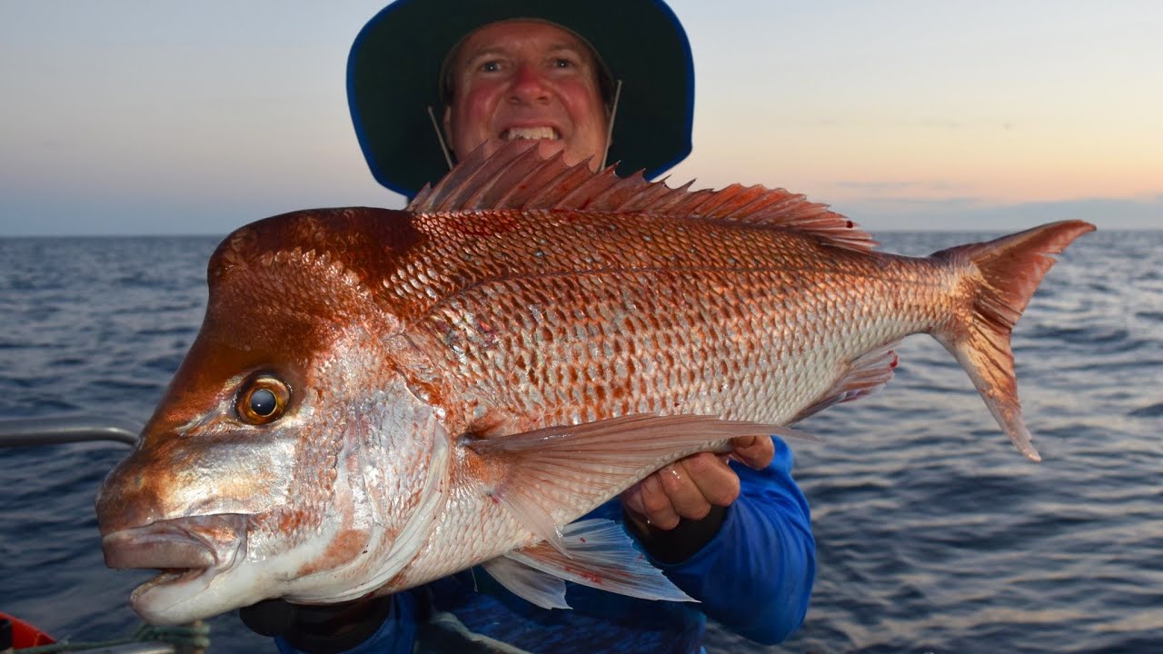 Red Emperor, Big snapper, Huge Spangled Emperor, Mulloway. Great ...