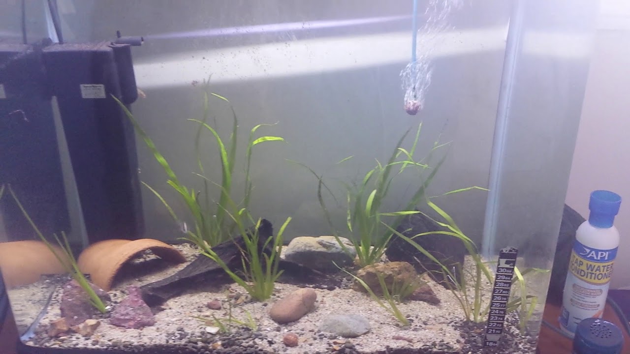 Barramundi aquarium - YouTube