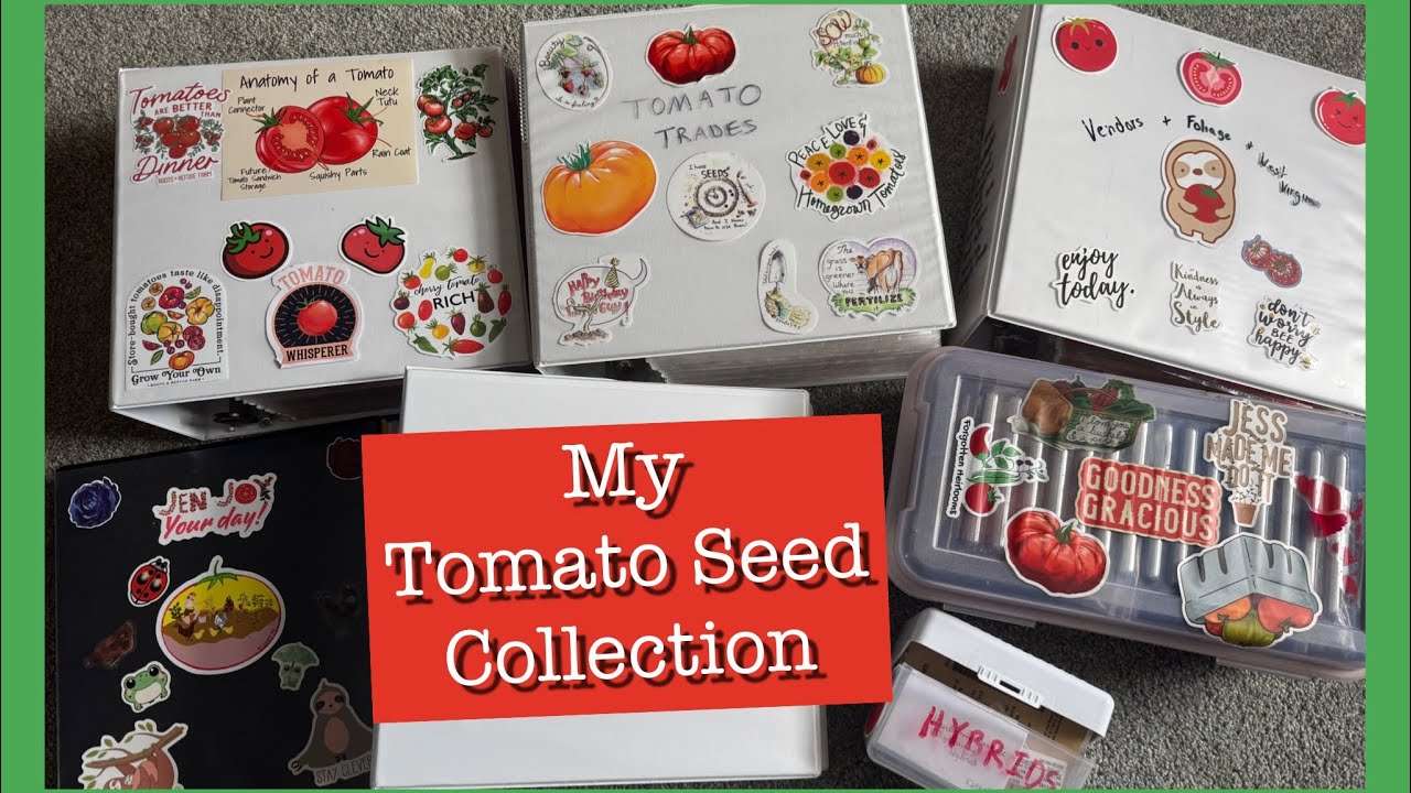 A Close Look at My Tomato Seed Collection PART 1 - YouTube