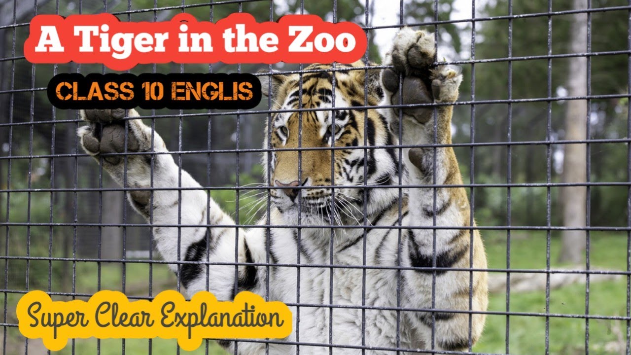 A Tiger In The Zoo / Class 10 / CBSE / English Abaca - YouTube