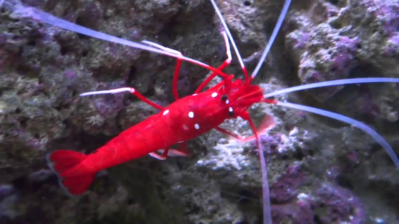 Blood Red Fire Shrimp - YouTube