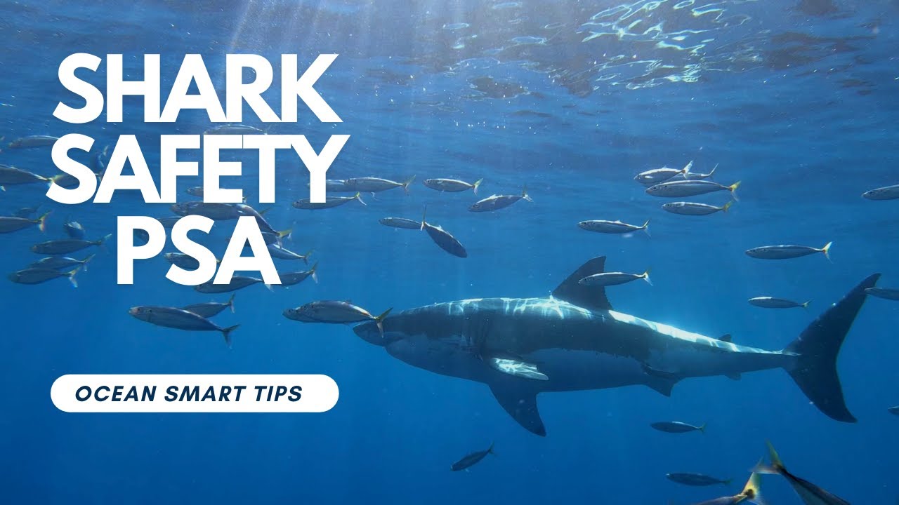 Shark Safety PSA - YouTube