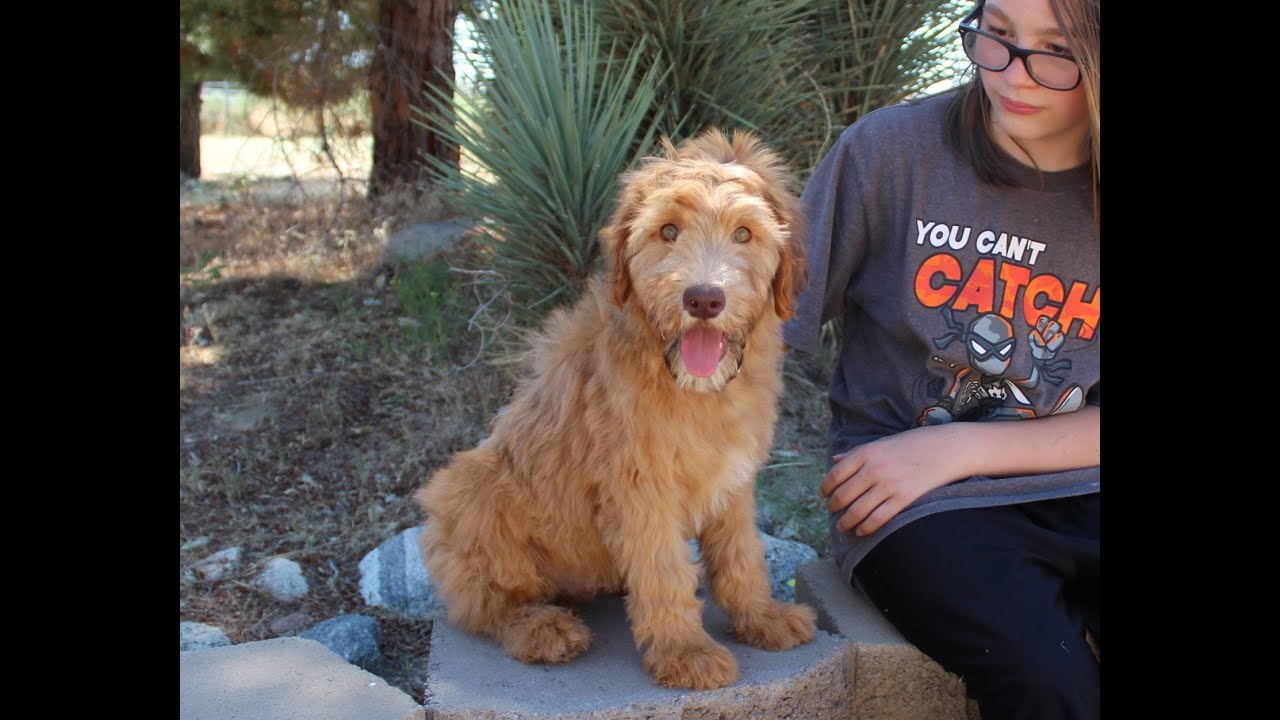 Standard Whoodle Puppy Duke from CelebrityPups.com - YouTube
