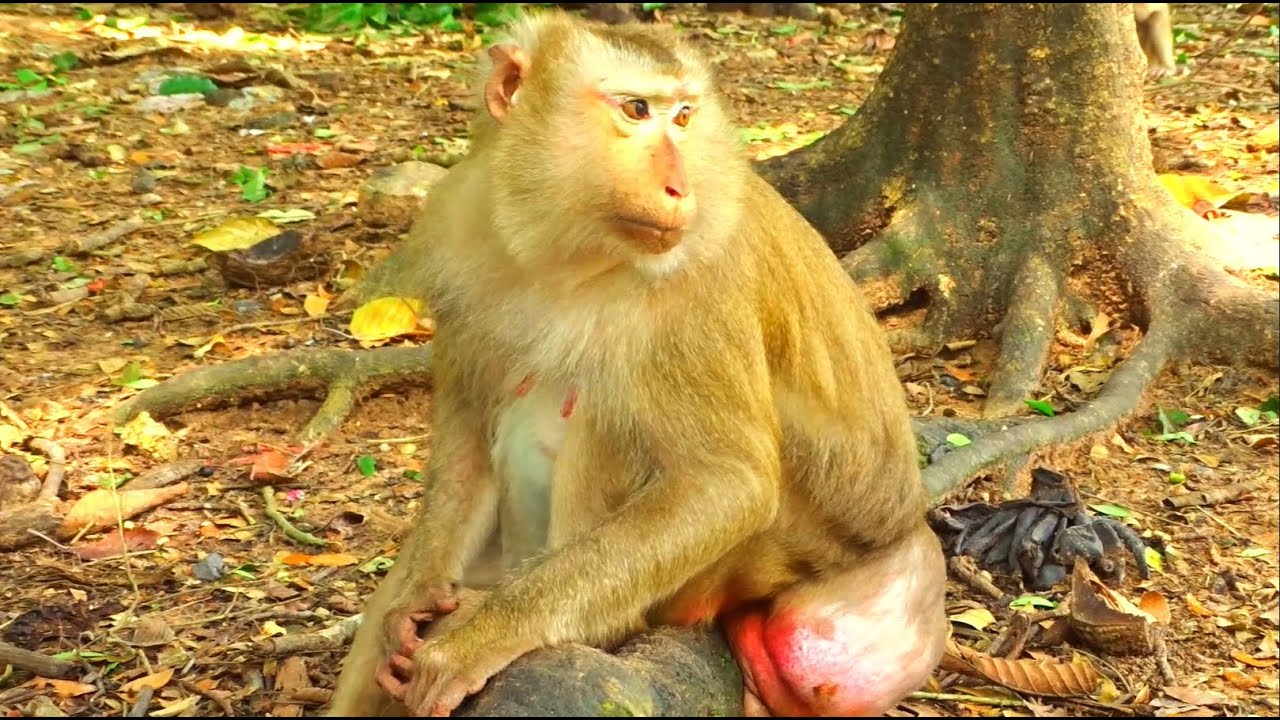 The Queen Monkey Ashly after back from NGO treatment and her health got better now - YouTube