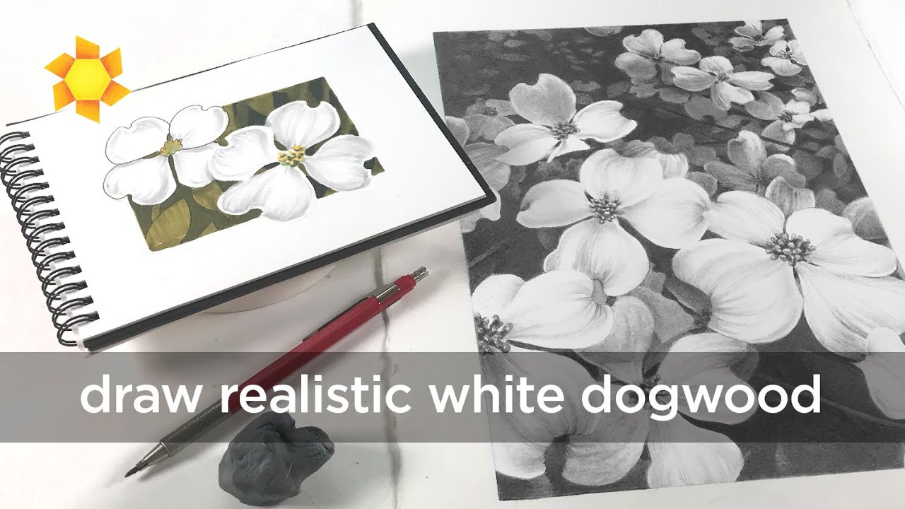 How to draw realistic white dogwood (any medium) - YouTube