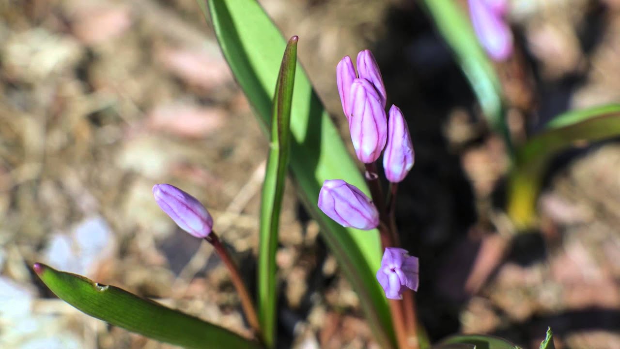 Spring Flowers Opening - YouTube