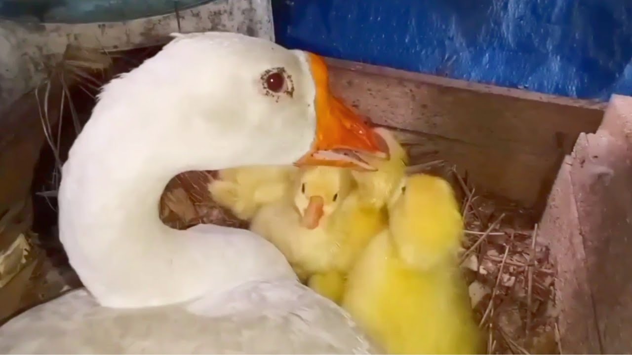farm animals in the village , goose breeding : villag life in iran ...