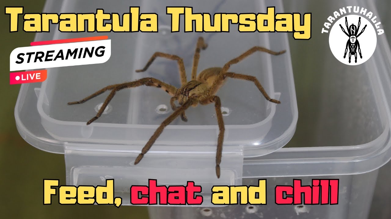 Tarantula Thursday - Feeding, chat and chill #live - YouTube