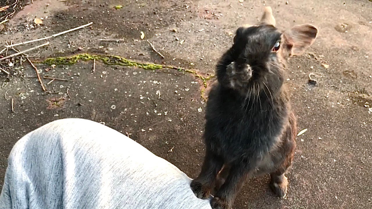 A friendly black rabbit really likes humans too much! - YouTube