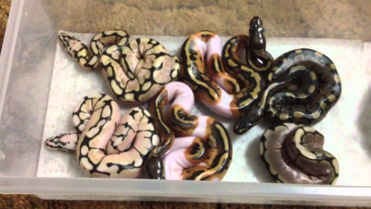 Clutch #7 from female hetpied x pied & bee. - YouTube