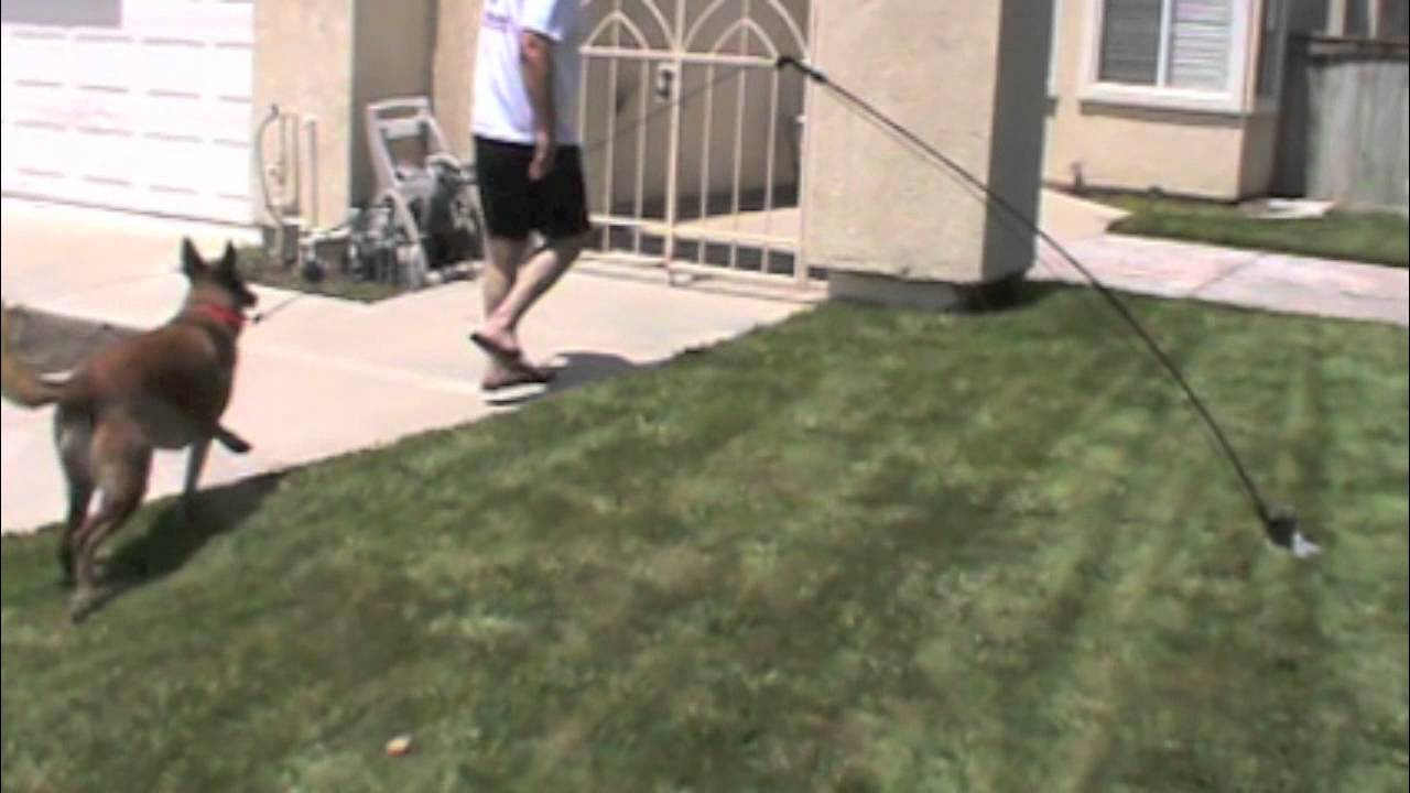 Dog Tether - YouTube