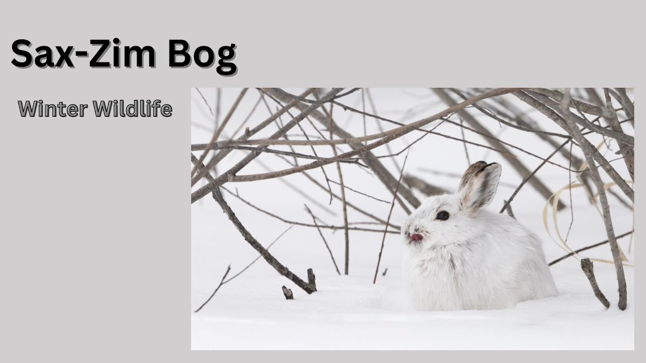 Sax-Zim Bog Winter Wildlife - YouTube