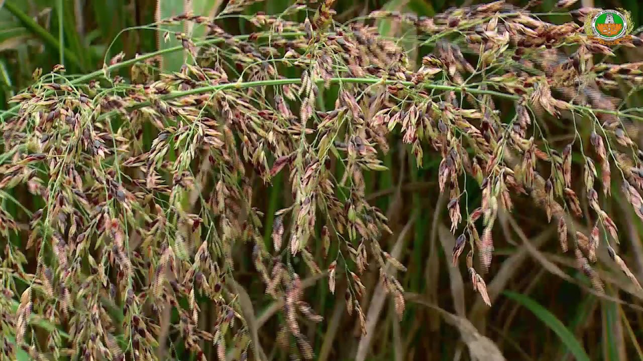 Perennial Fodder Sorghum CO 31 - YouTube