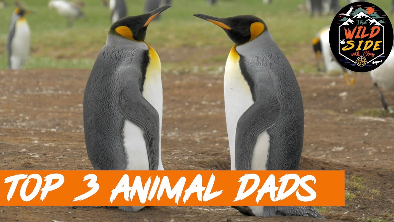 Father's Day Special - Top 3 Animal Dads! - YouTube
