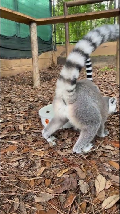 Our ring-tailed lemur family loves using enrichment items - YouTube