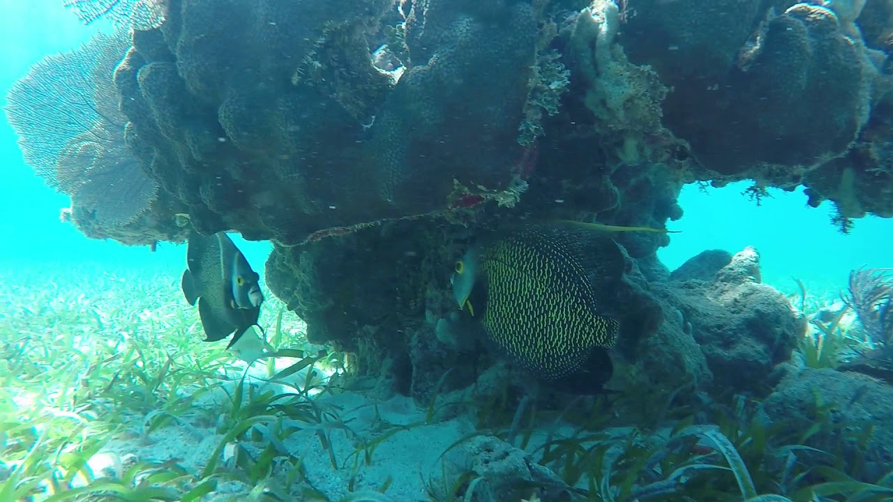 A pair of sweet Angelfish off Raguana Cay, Belize - YouTube