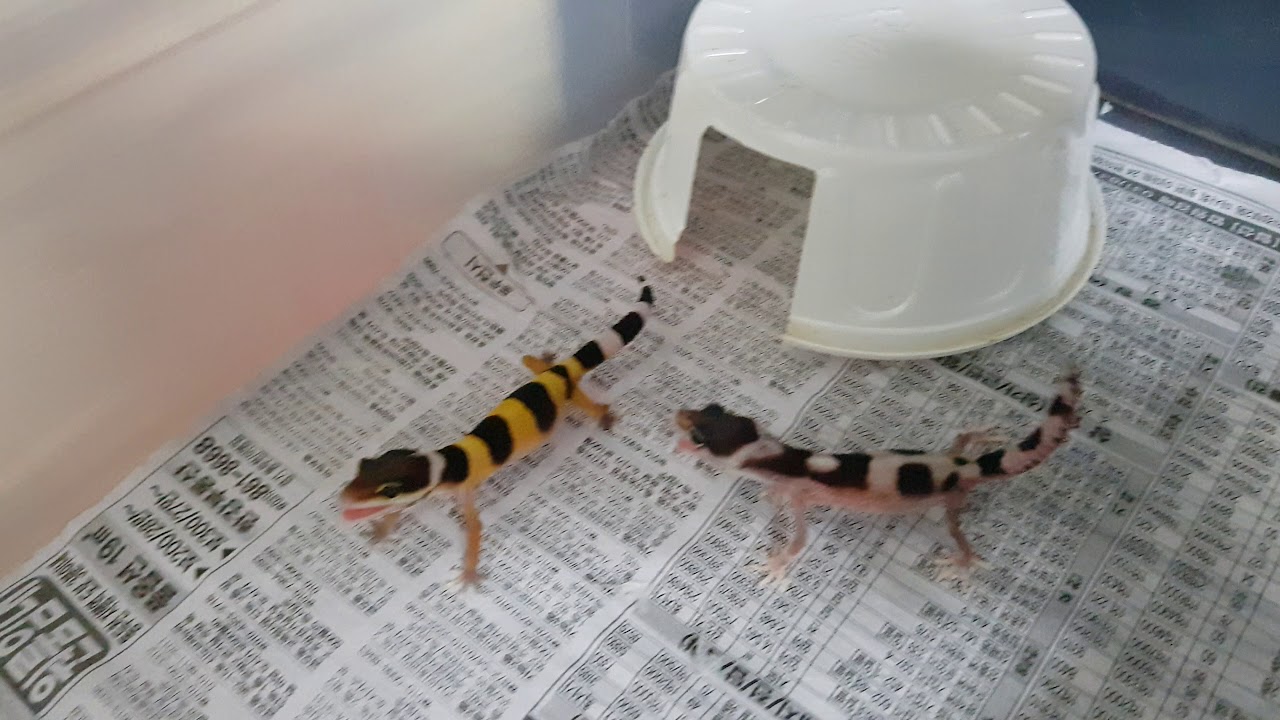 친구따라서 공격하는 레오파드 게코/Baby leopard geckos attack - YouTube