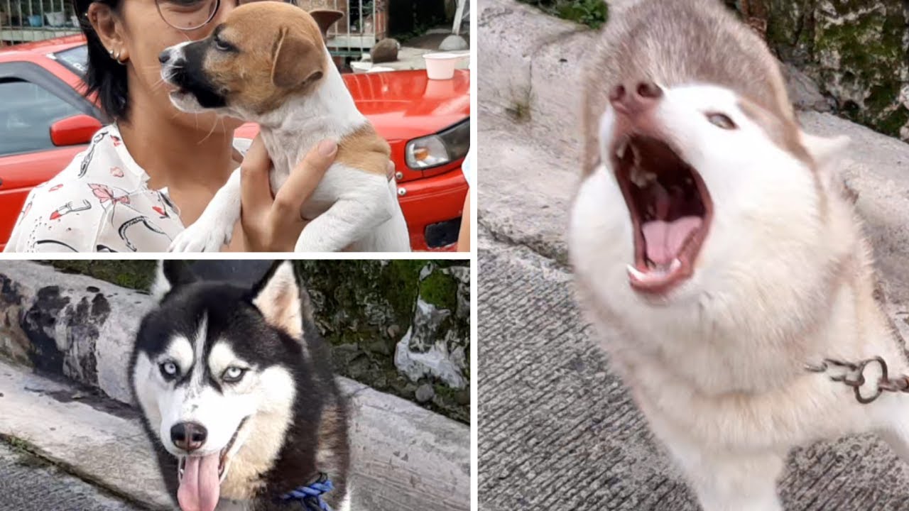 Siberian Husky Dog Breed Lexber Homes Sablan Benguet Philippines - YouTube