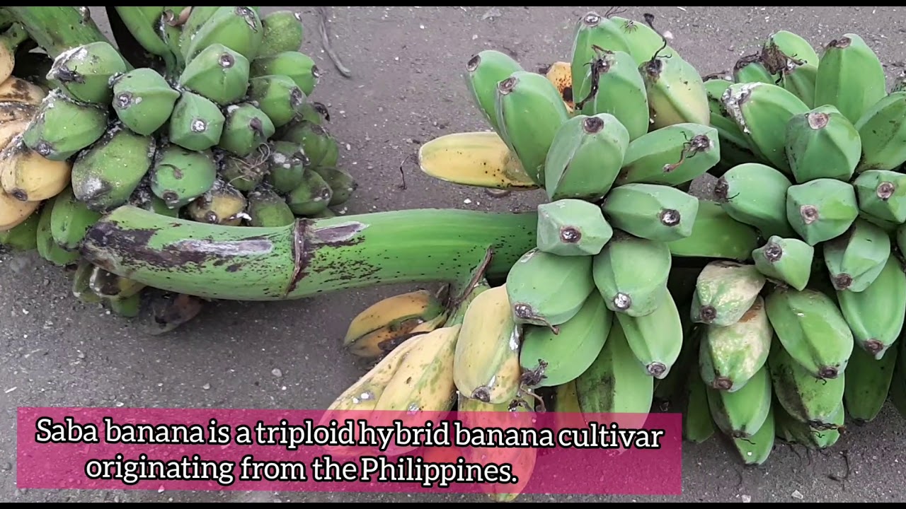 #FamousBananaInPhilippines #SabaBanana NATIVE BANANA IN THE PHILIPPINES ...