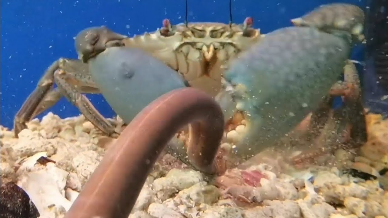 Giant mud crab vs mud eel - YouTube