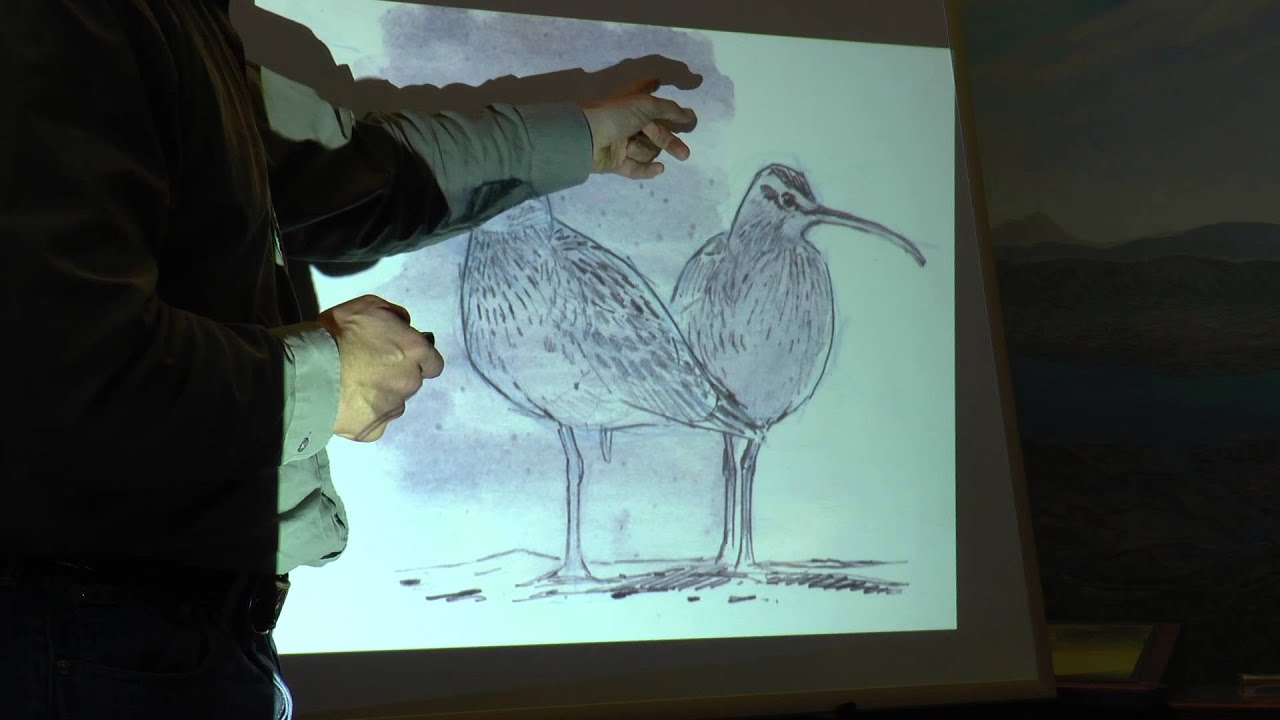 Drawing Shorebirds 2 of 5 - YouTube
