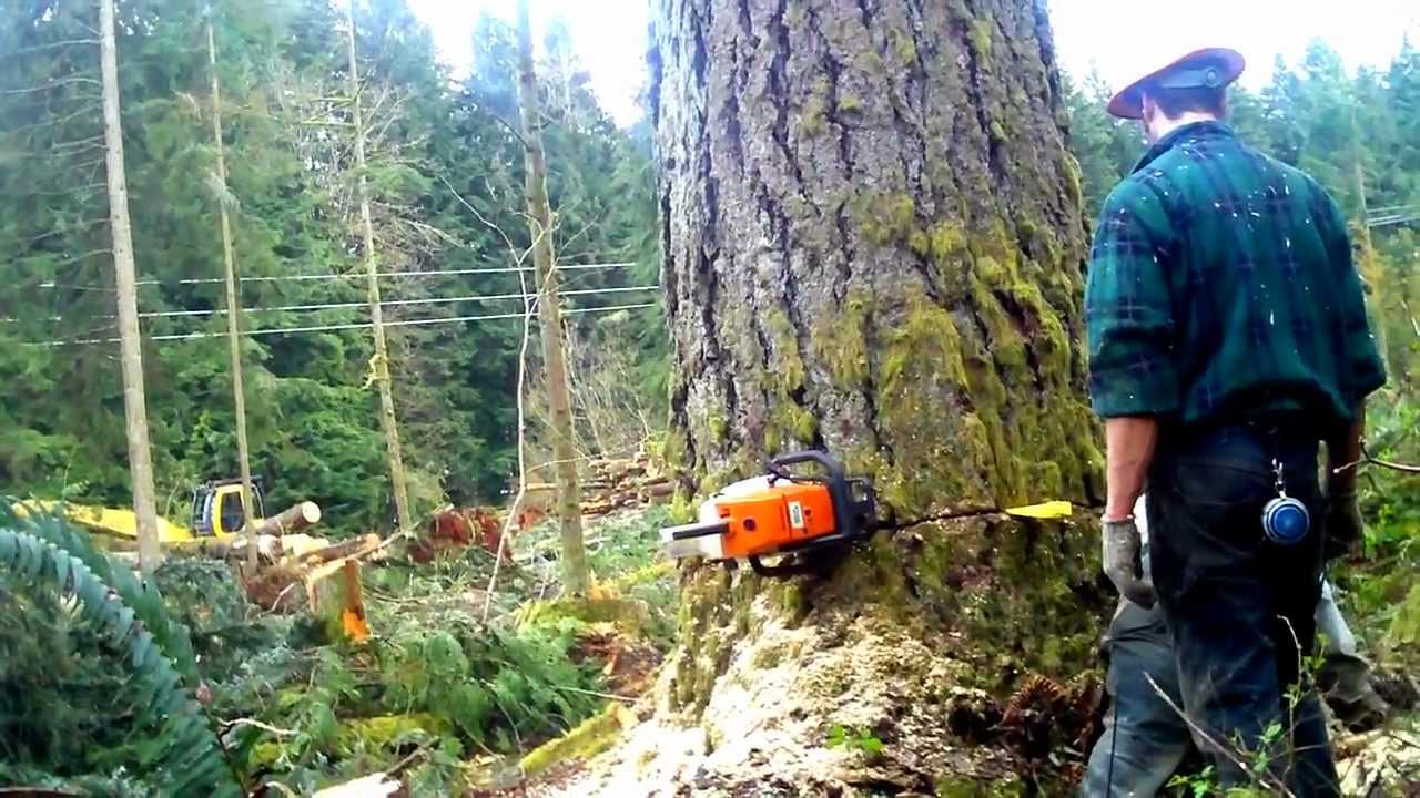 TIMBER FELLING SPRING 2010 DUVALL, WA - YouTube