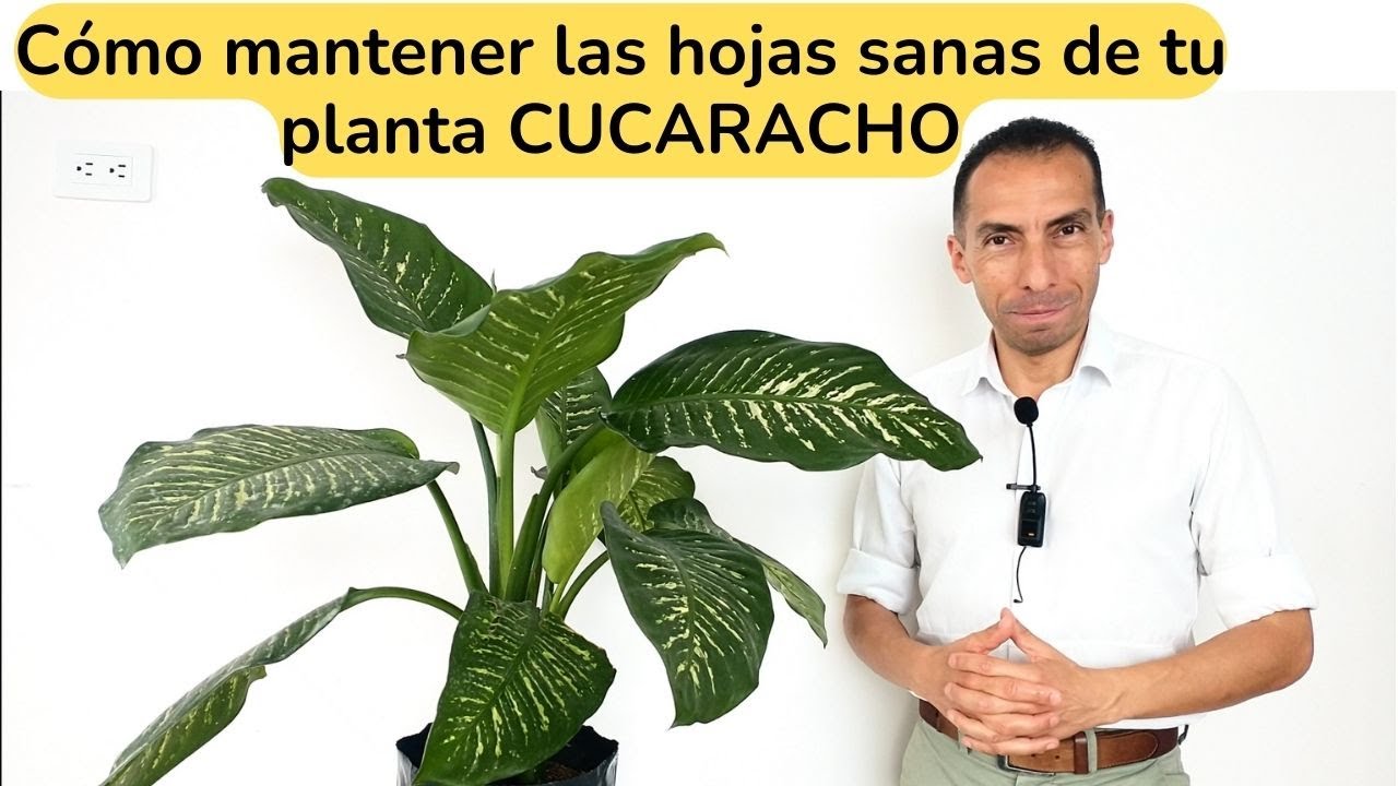 CÓMO MANTENER LAS HOJAS SANAS DE TU PLANTA CUCARACHO - YouTube