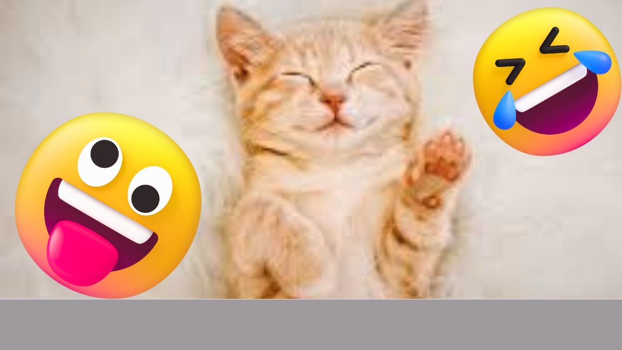 Baby cat - Cute and funny videos compilation #03 2023 | Laughing tails ...