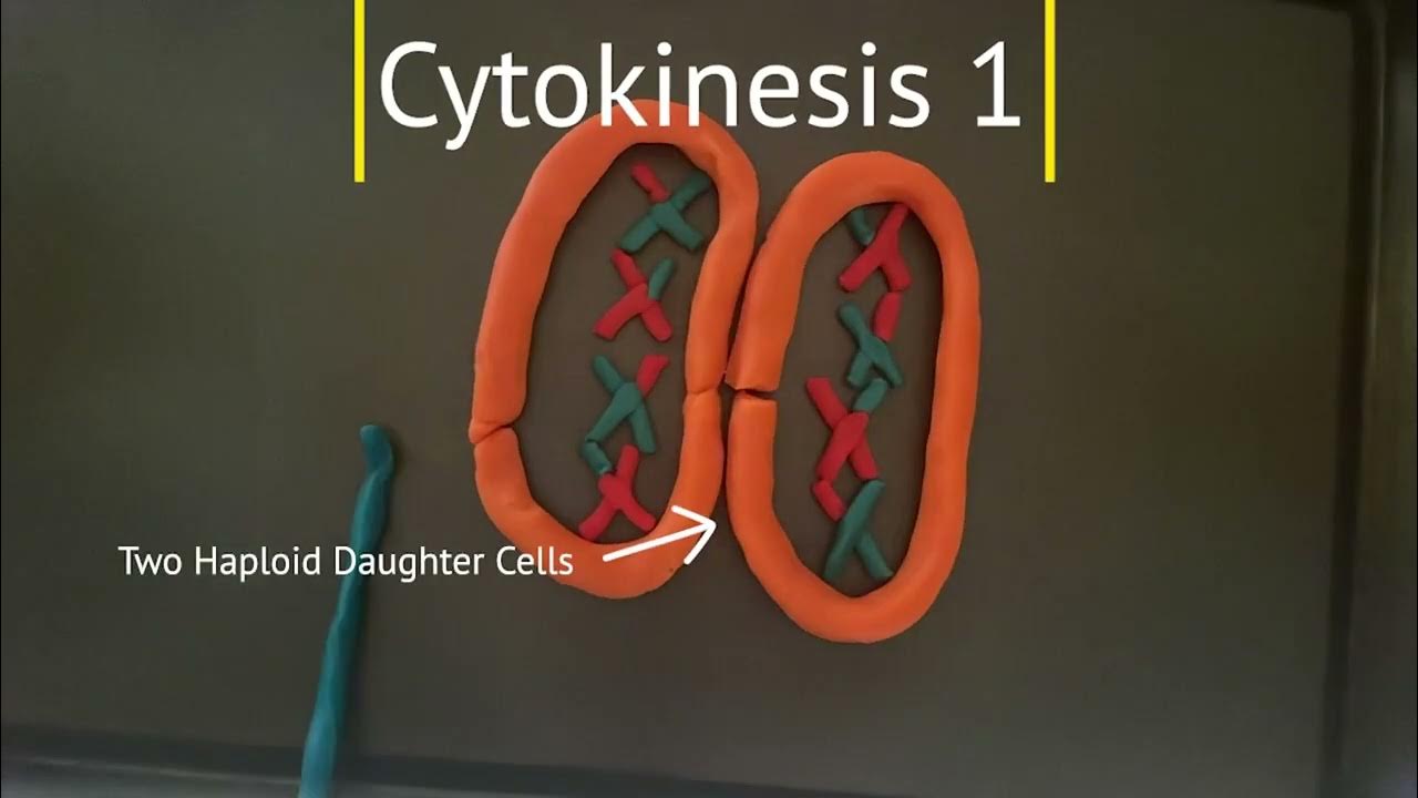 meiosis stop motion video - YouTube