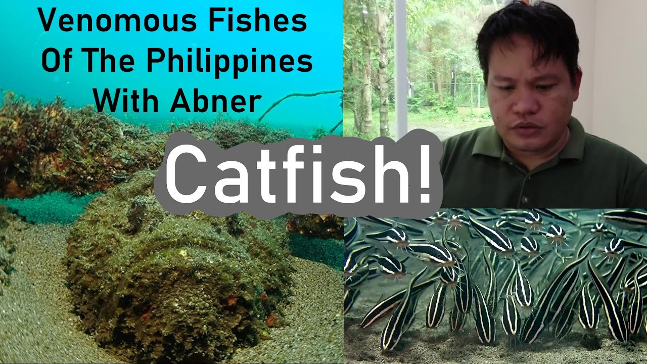Venomous Fishes of the Philippines with Abner: Striped Catfish - YouTube
