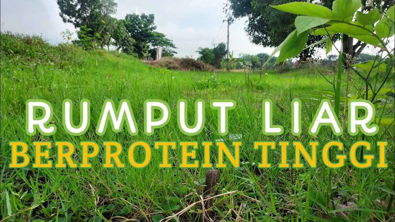 JENIS JENIS RUMPUT LIAR YANG PALING DI SUKAI KAMBING DAN DOMBA - YouTube