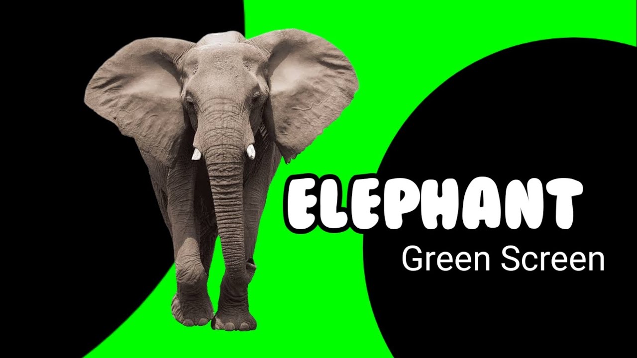 African elephant walking green screen - YouTube