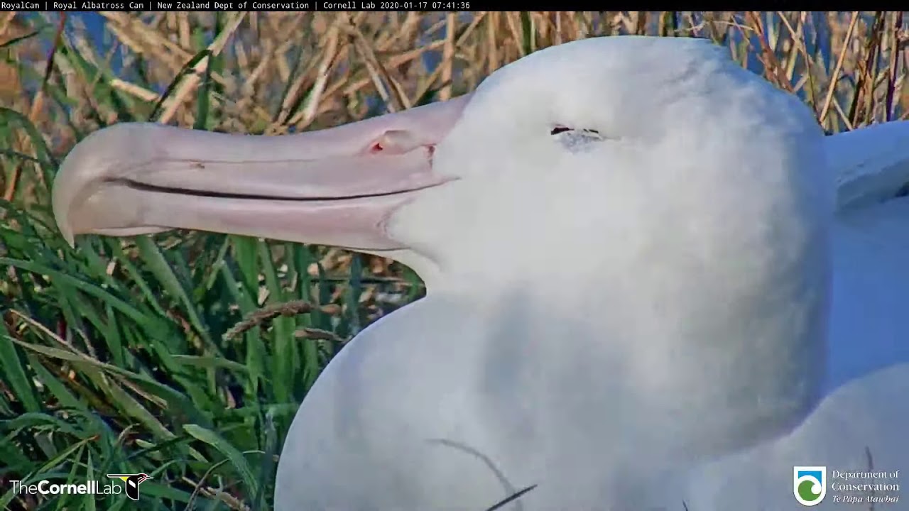 Royal Albatross Cam Zooms In On Incubating Male – Jan 16, 2020 - YouTube