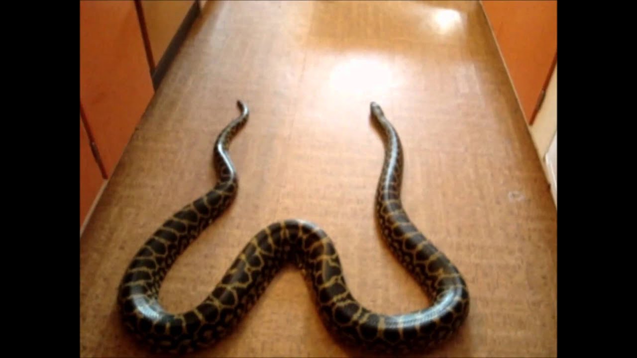 Big snakes loose - YouTube