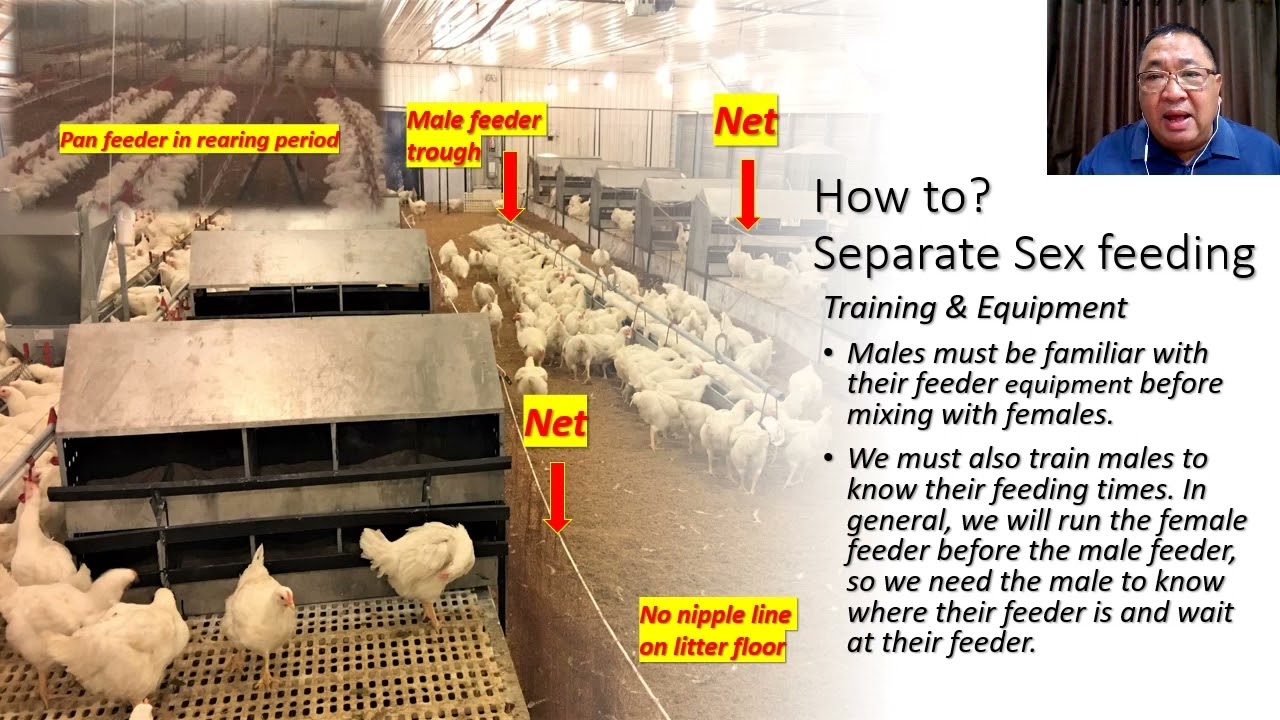Separate Sex Feeding Borisuth Wunnasuth Youtube