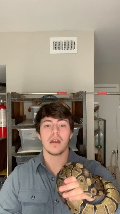 5 facts about Ball Pythons that you didn’t ‼️#ballpython # ...