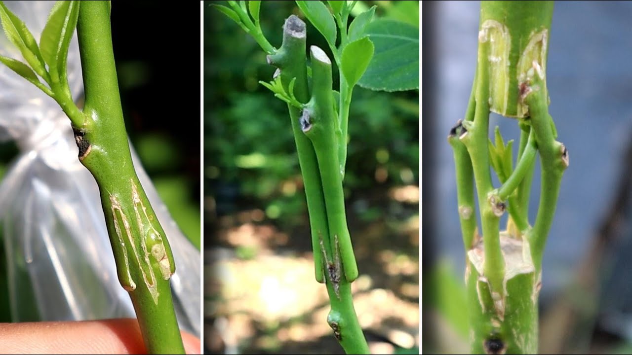 Top 3 Grafting Techniques Citrus Tree: Boosting Growth and Yield - YouTube