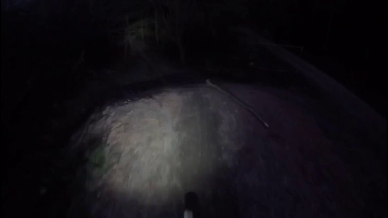 Forest Of Dean Night Trails - YouTube