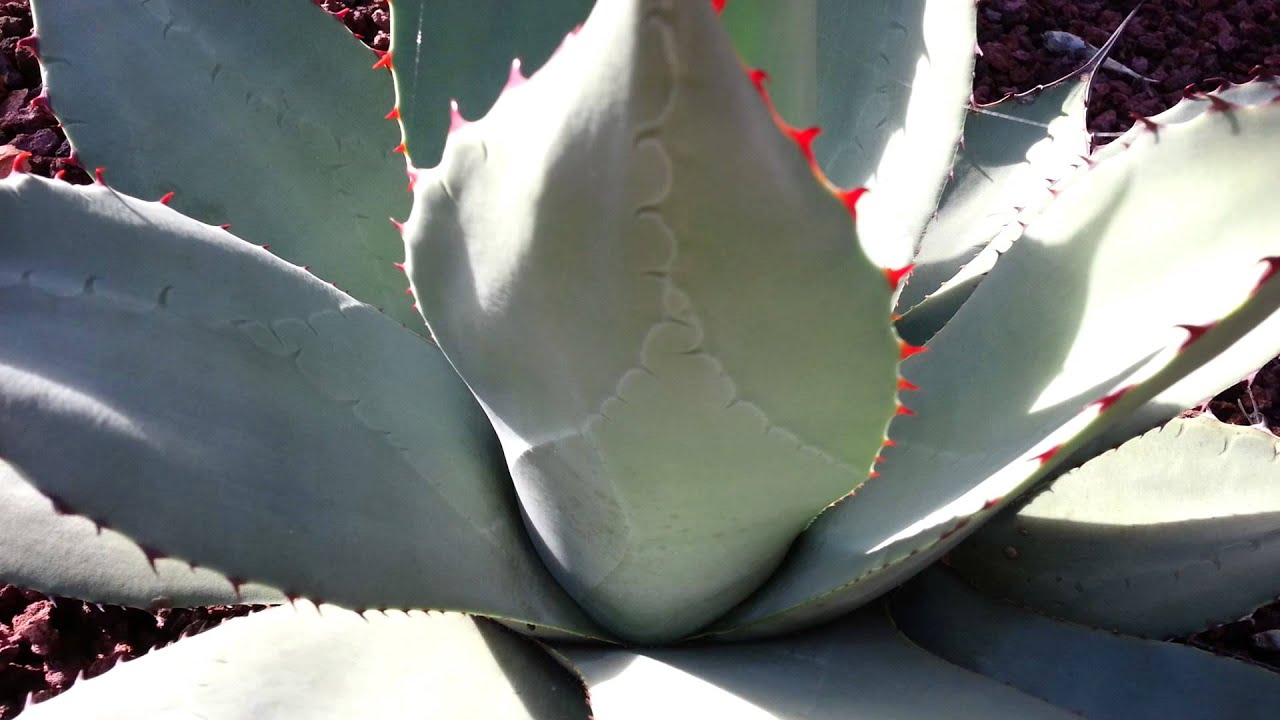 Agave Flexispina - High Definition Video HD 01 - YouTube
