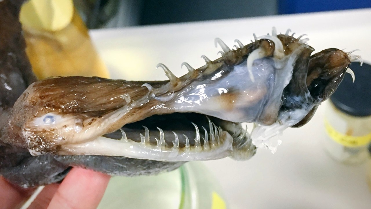 Wolftrap/Trapjaw anglerfish - The Chompers of the Deep Sea - YouTube