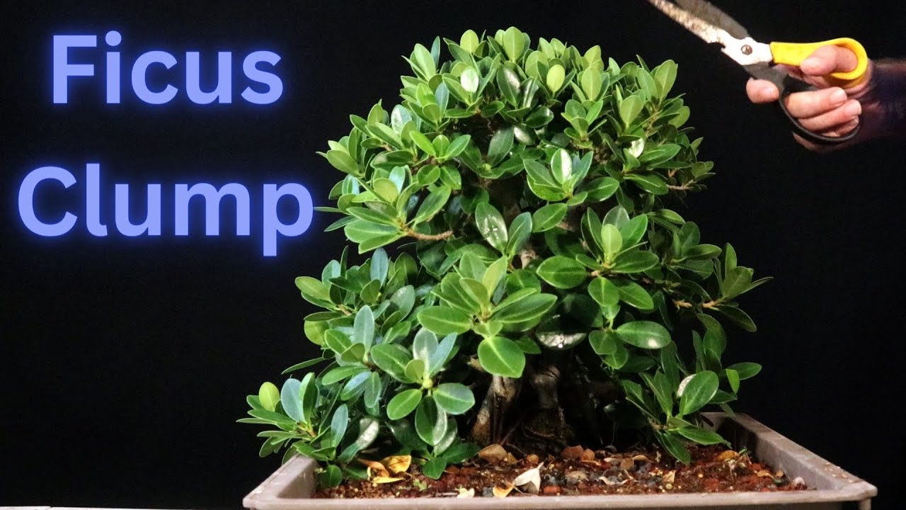 Ficus Microcarpa Clump Bonsai. Future Banyan Style - YouTube