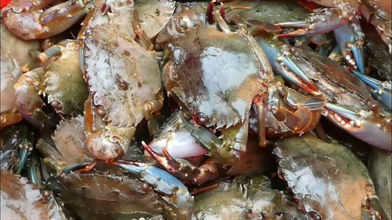 Tingog sa Freshkong Kasag/Crabs, abante ra permi dol. @Barobo, Surigao del Sur. - YouTube