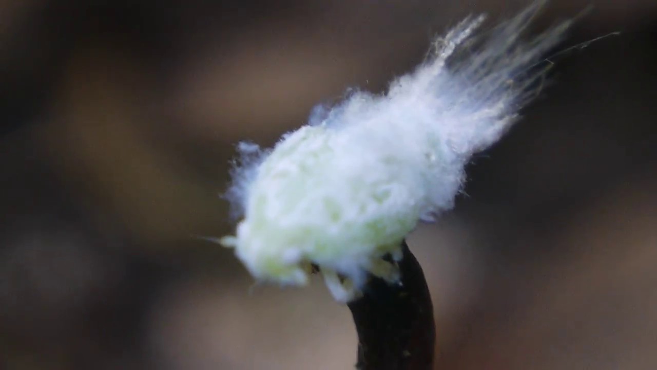 アオバハゴロモ Geisha distinctissima の幼虫 - YouTube