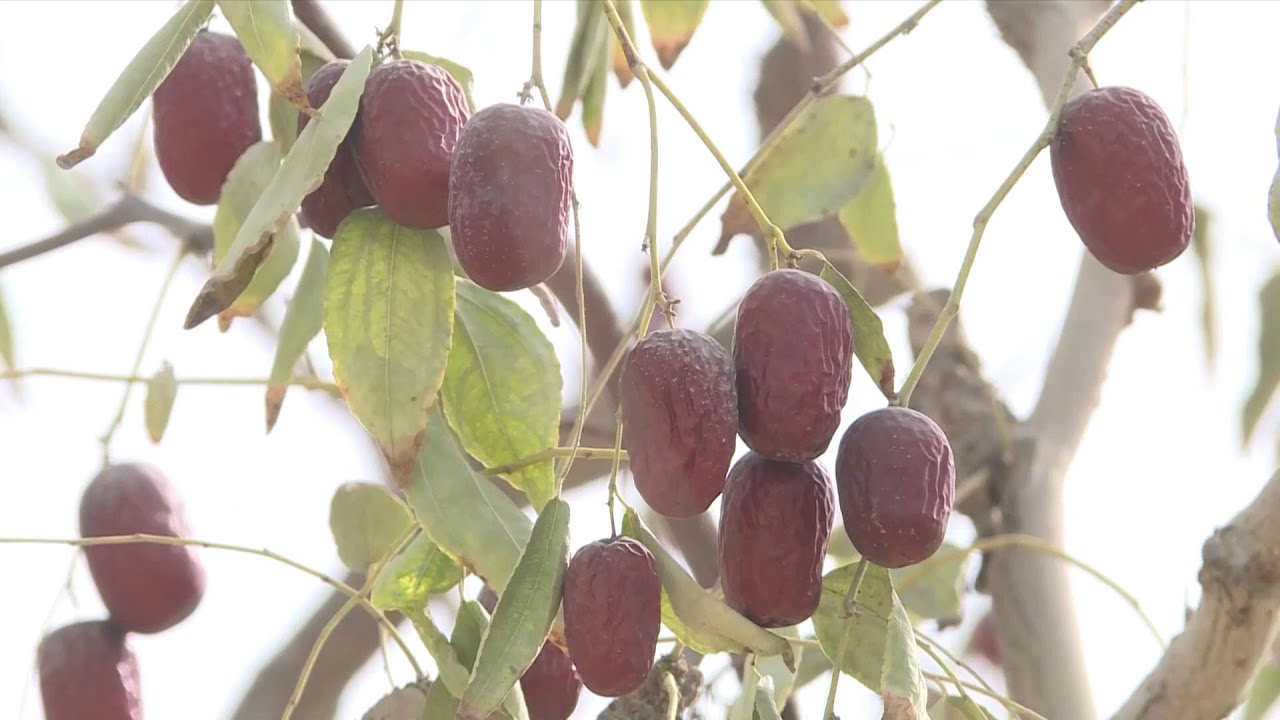 GLOBALink | Xinjiang farmers see bumper date harvest in China's largest ...