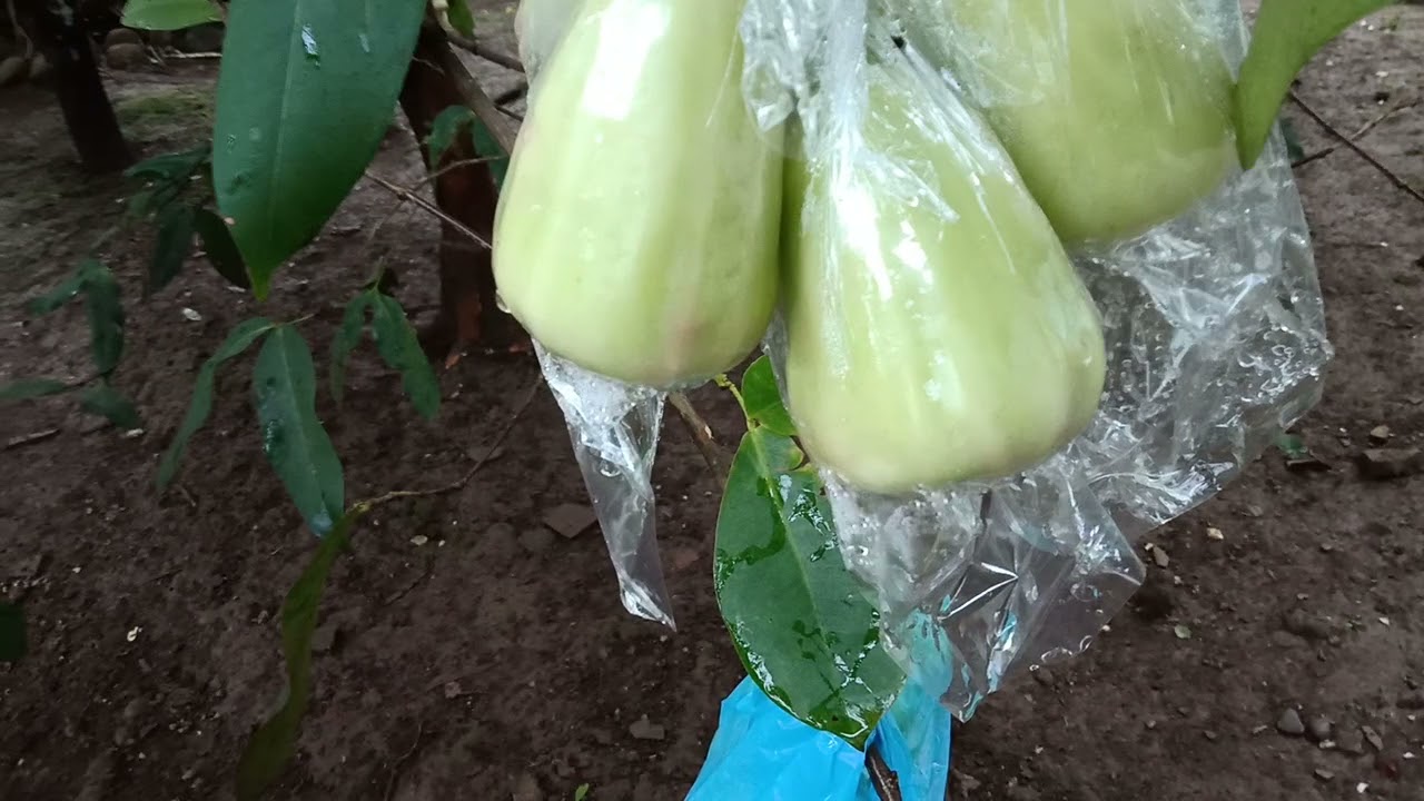 cara merawat jambu madu delhi hijau - YouTube