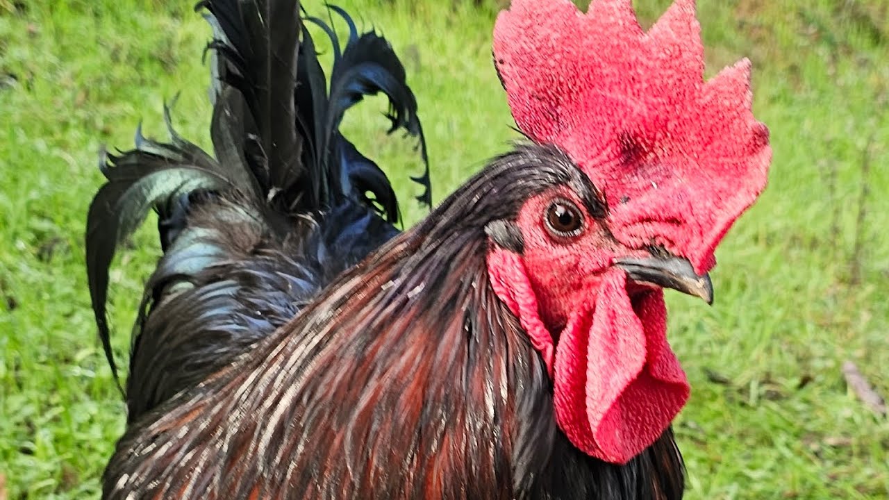 Rooster ( 🐓 Blackjack) supervising Jim's latest build 👀😀. 1/5/24 # ...