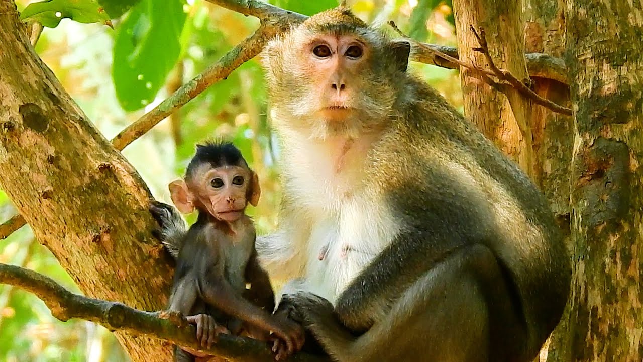 Mixed baby monkeys play on the ground and get sweet milk. - YouTube