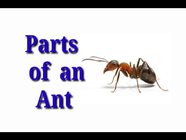 Ant Anatomy For Kids