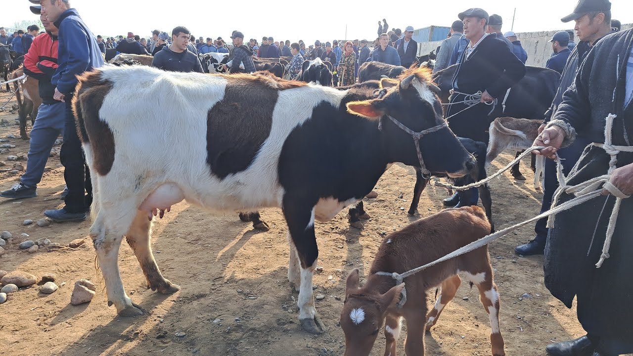 BOLALI SIGIRLAR NARHLARI SURXONDARYO QIZIRIQ JAHON MOL BOZORIDA ...